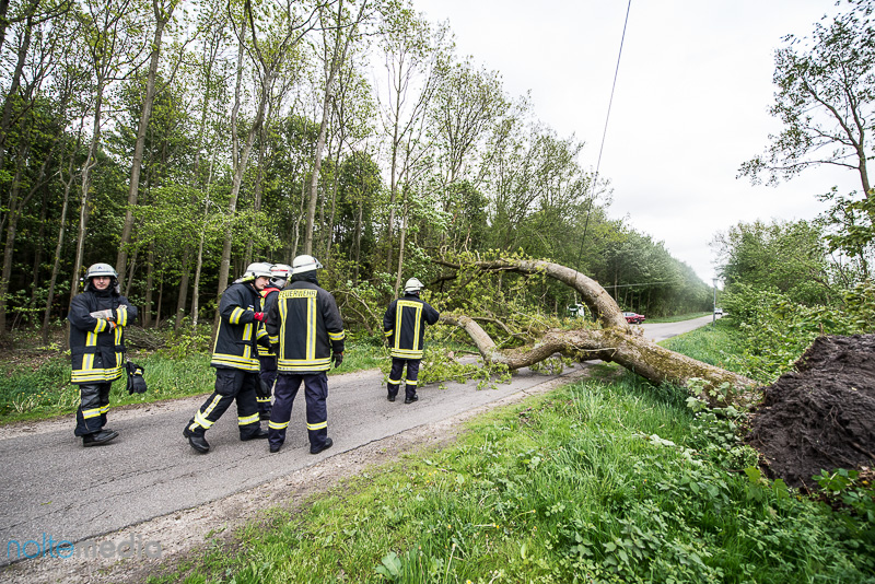 15 Meter hoher Baum stürzt in Ellund auf Straße | BOS-Inside